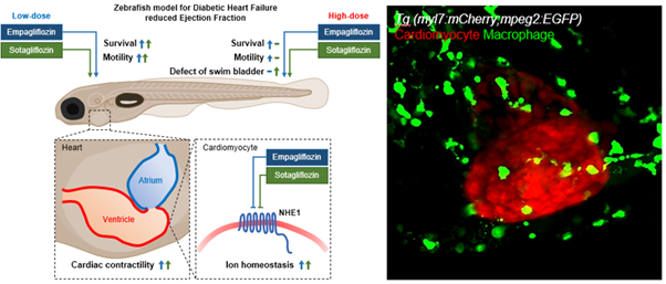 Zebrafish in Heart Diseases - Macrophage Lab